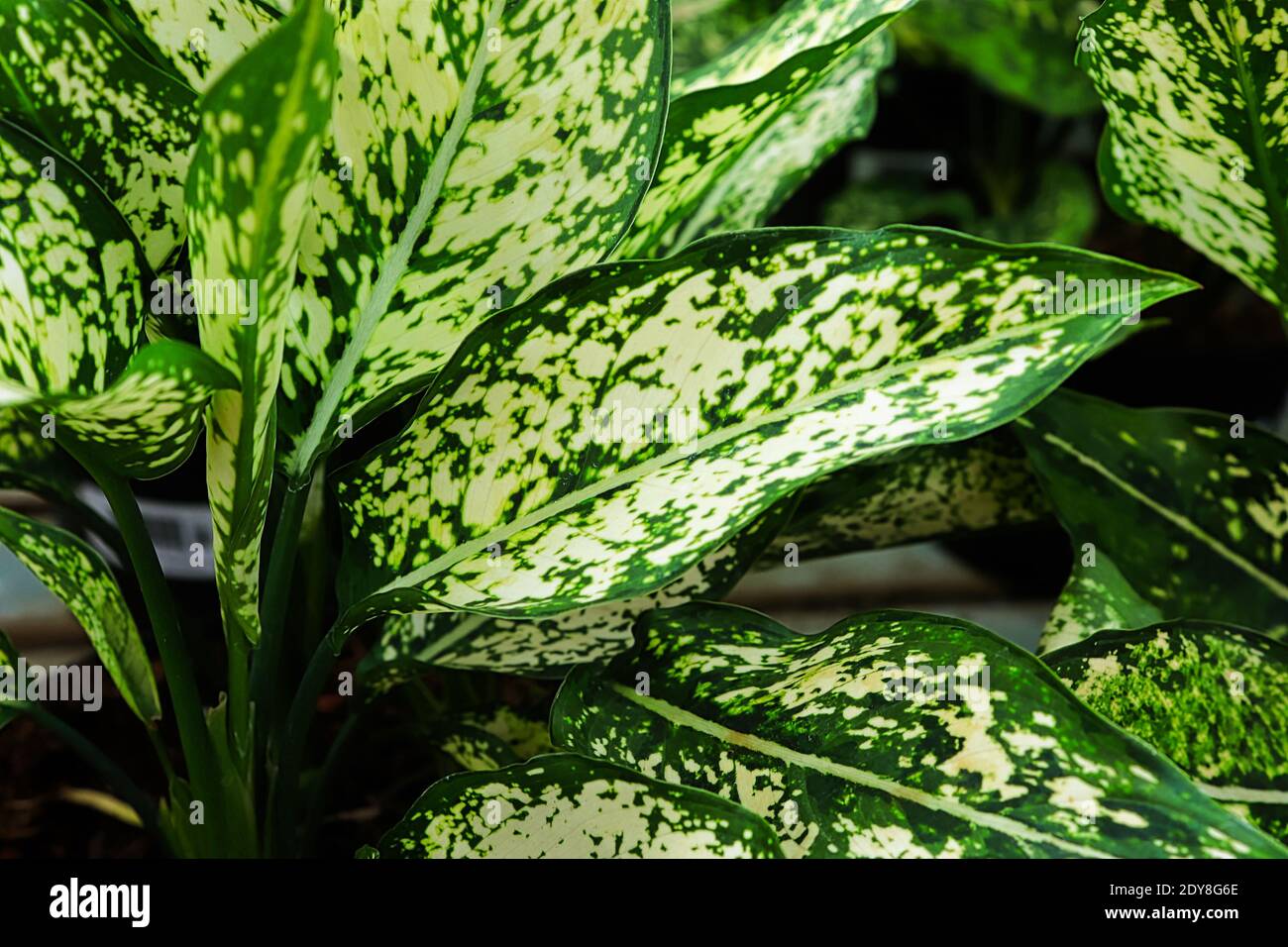 A background of Chinese Evergreen plant leaves in sunlight Stock Photo ...