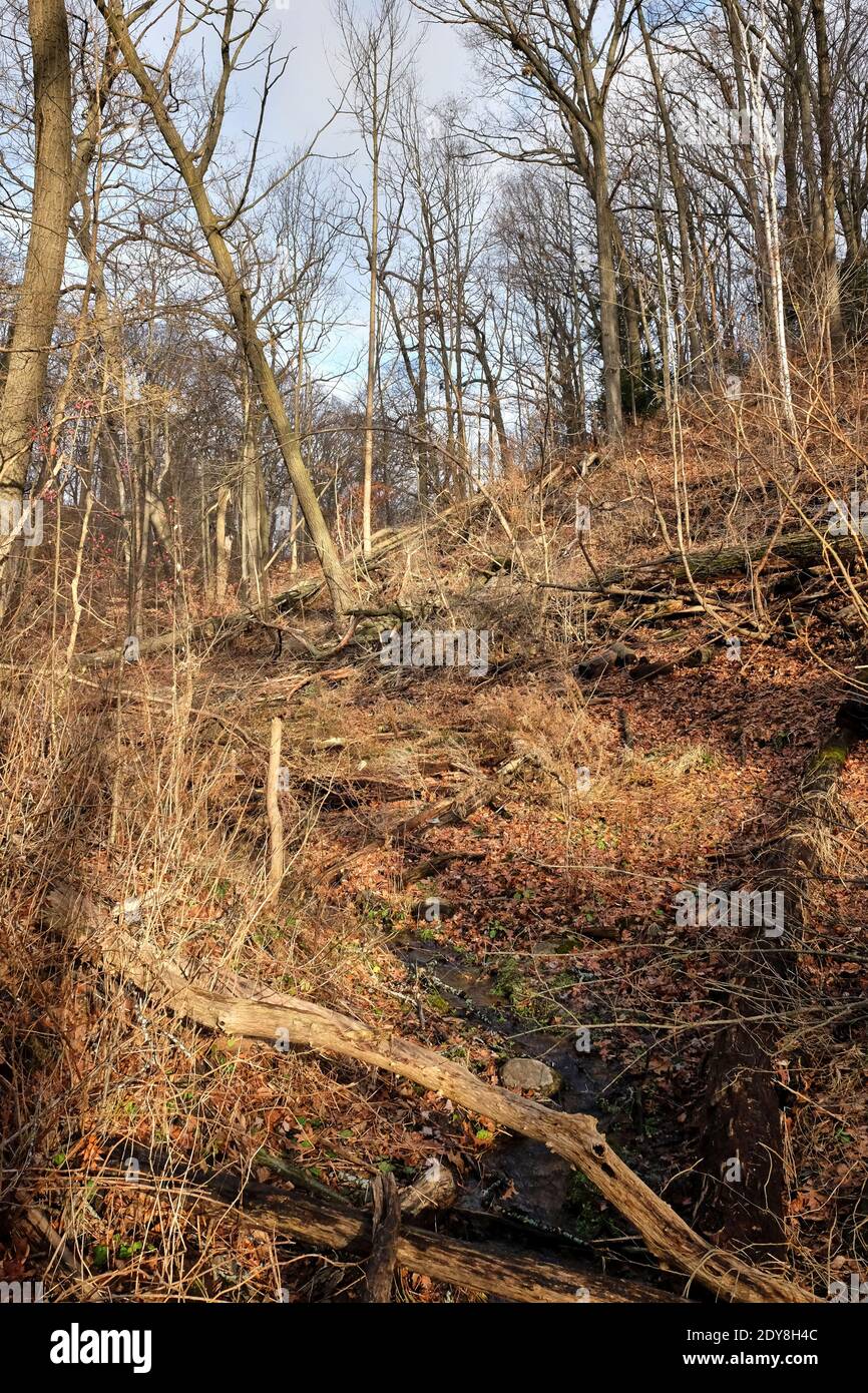 Toronto ravine trail Stock Photo - Alamy