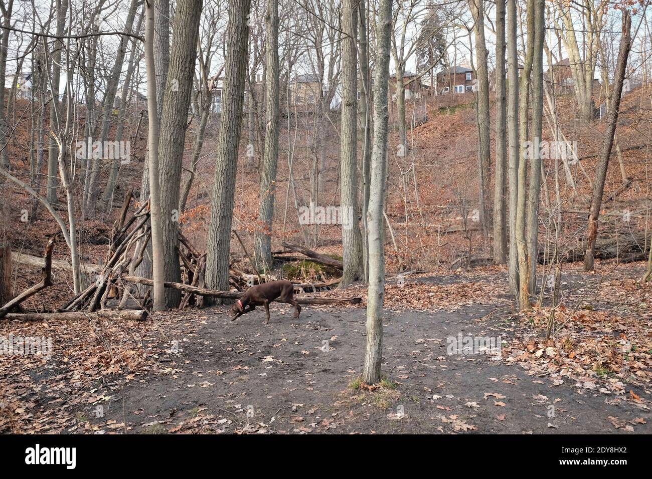 Toronto ravine trail Stock Photo - Alamy