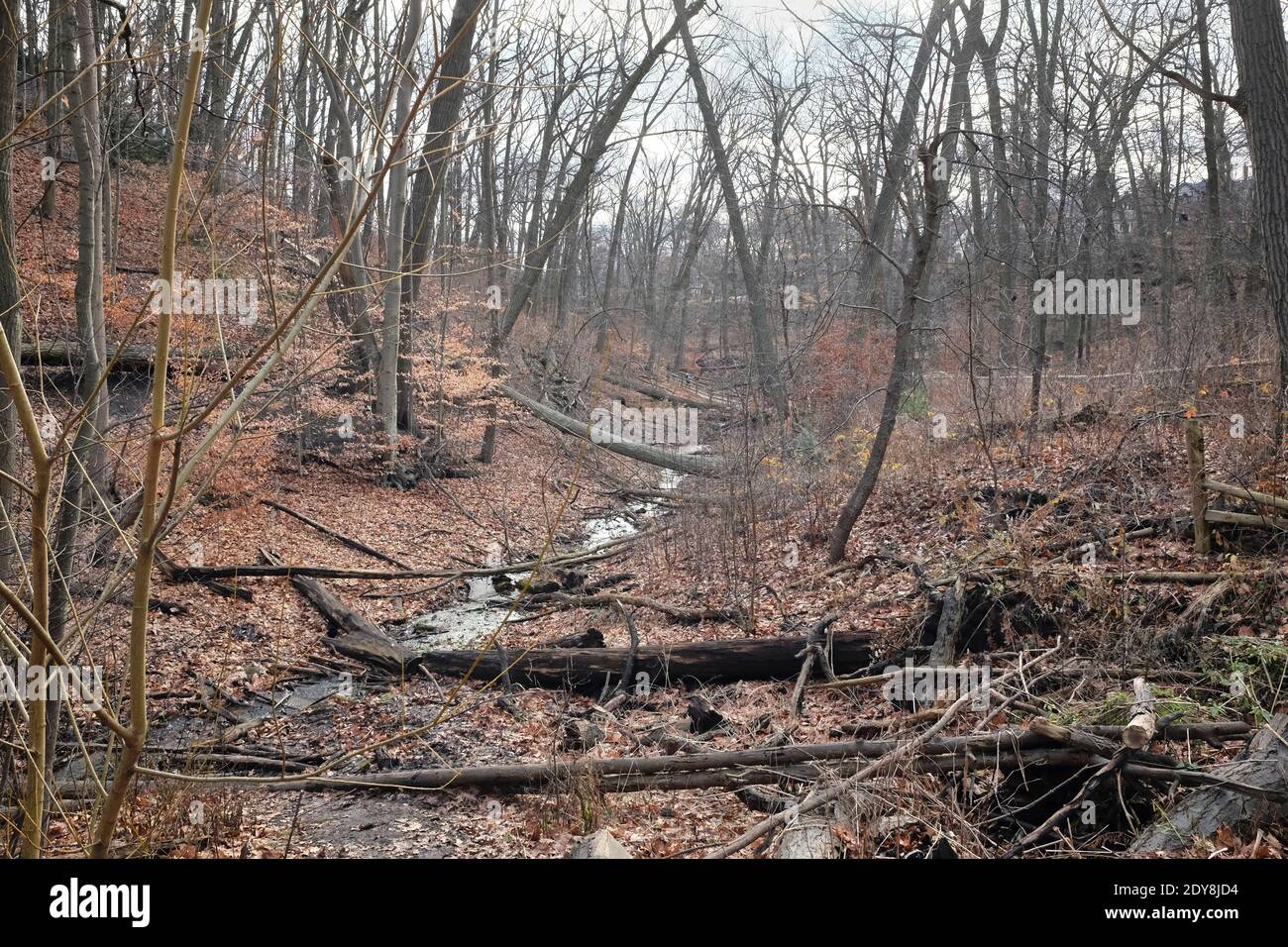 Toronto ravine trail Stock Photo - Alamy