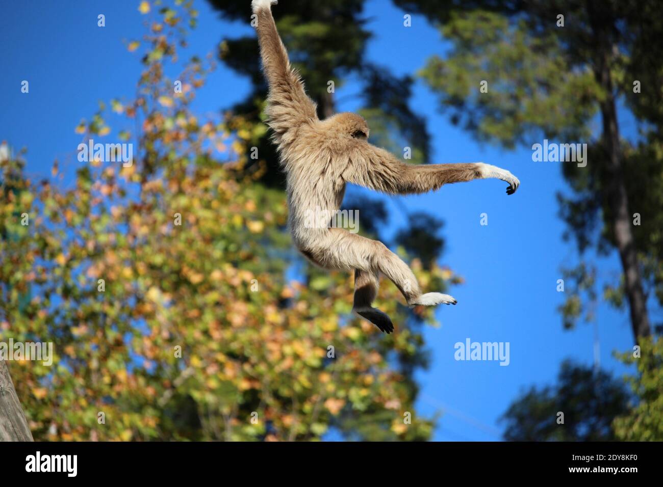 Low Angle View Of Monkey Hanging On A Rope Stock Photo - Alamy