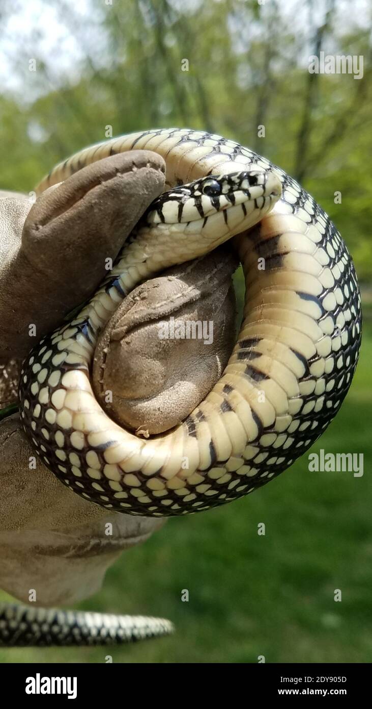 Snake open mouth teeth hi-res stock photography and images - Alamy