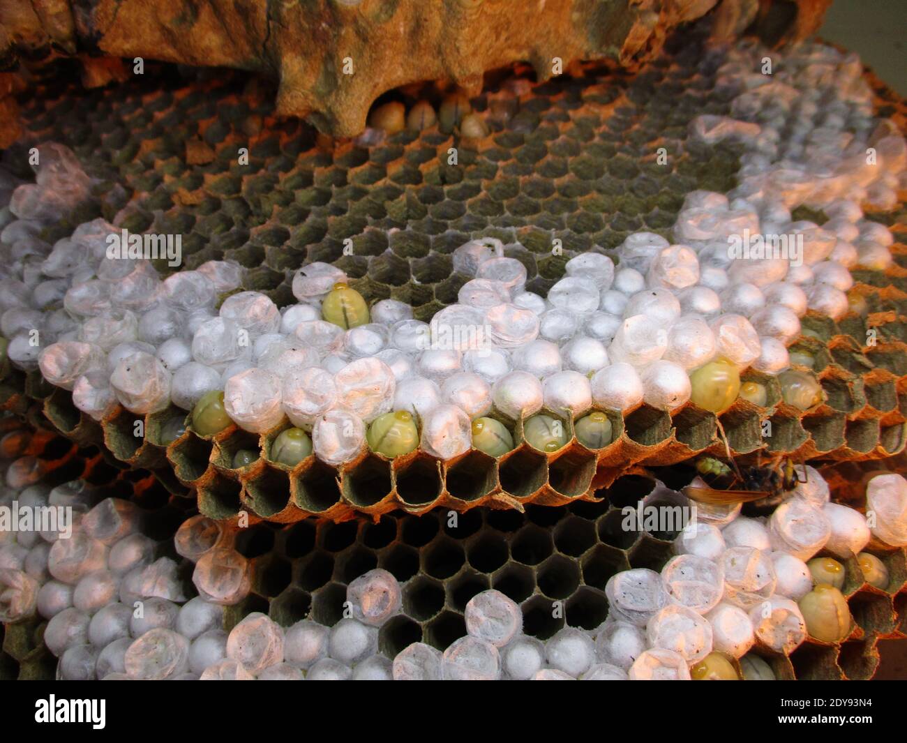 Wasp house hi-res stock photography and images - Alamy