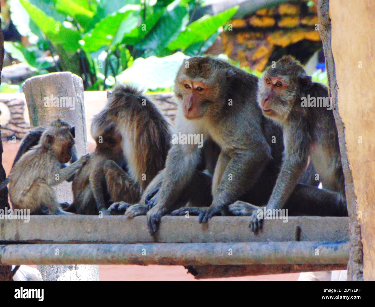 Close up photos of monkeys hi-res stock photography and images - Alamy