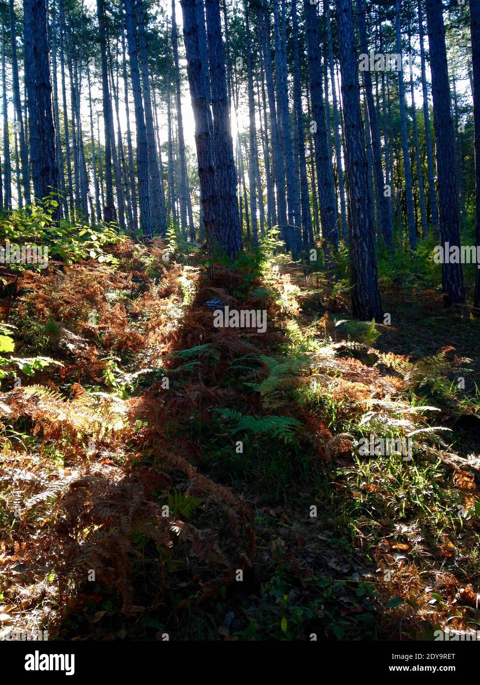 Trees Growing In Forest Stock Photo - Alamy