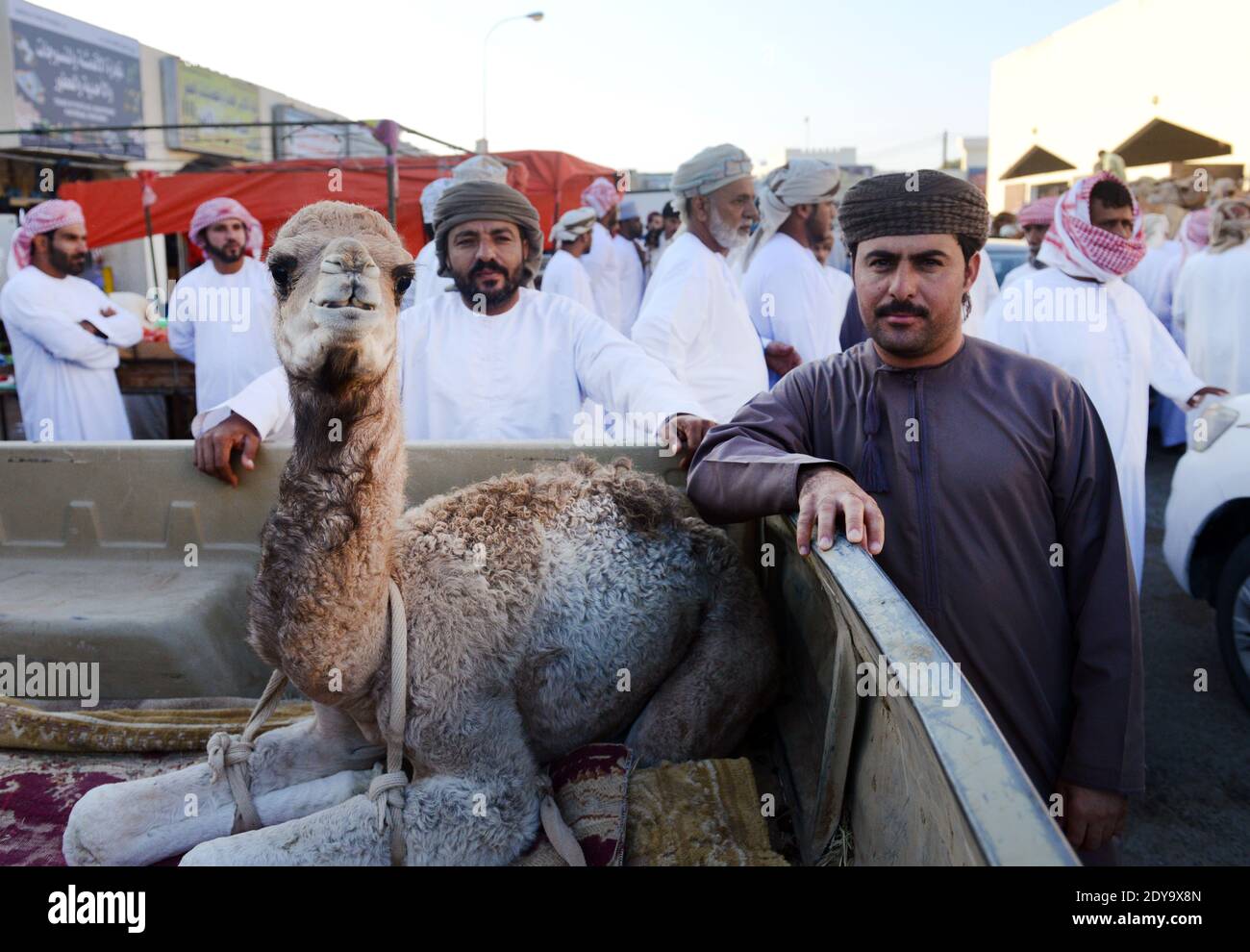 The vibrant Thursday cattle market in Sinaw, Oman Stock Photo - Alamy
