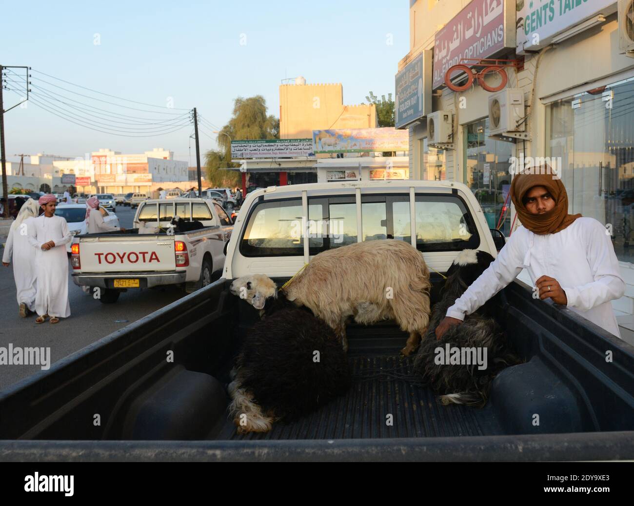 The vibrant Thursday cattle market in Sinaw, Oman Stock Photo - Alamy