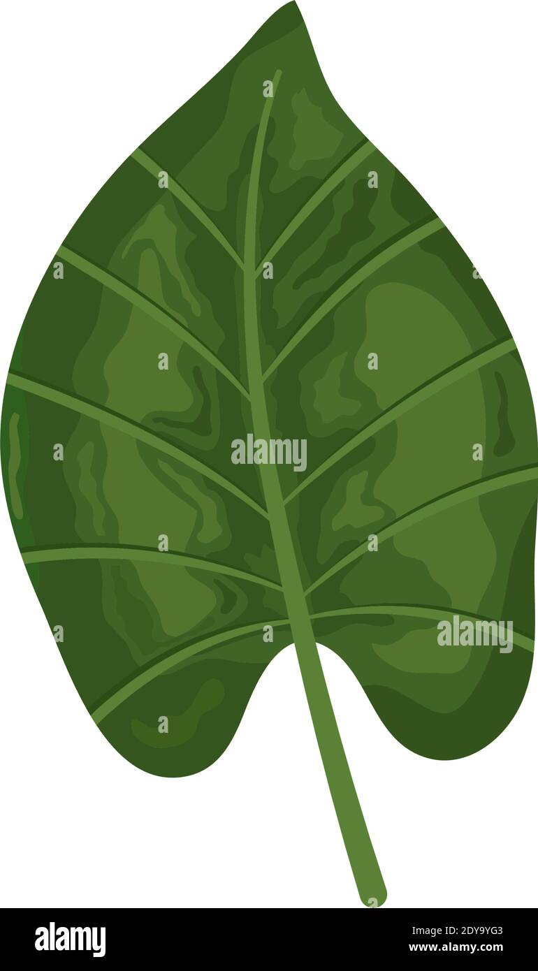 anthurium leaf icon over white background, colorful design, vector ...