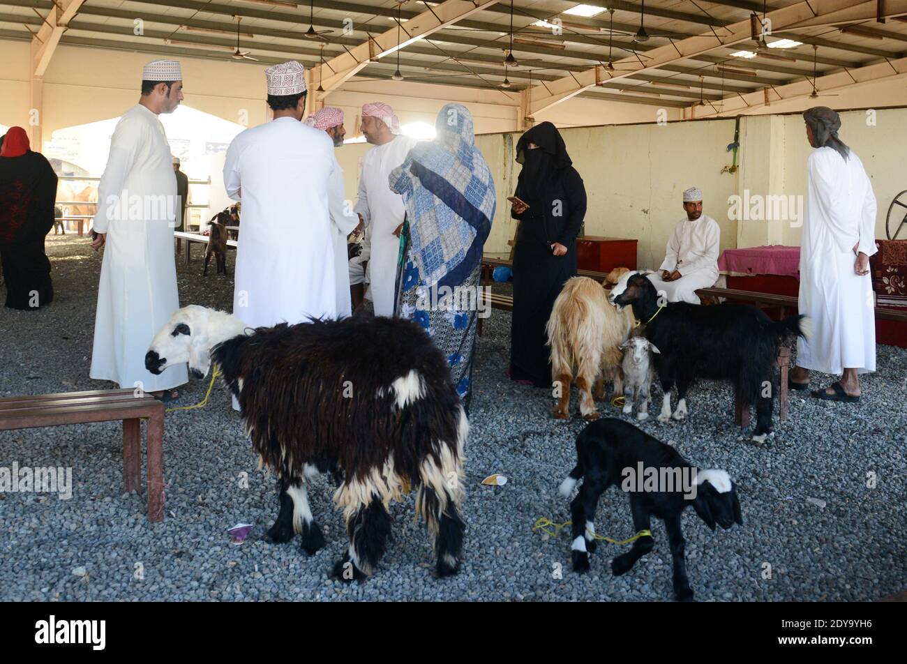 The vibrant Thursday cattle market in Sinaw, Oman Stock Photo - Alamy