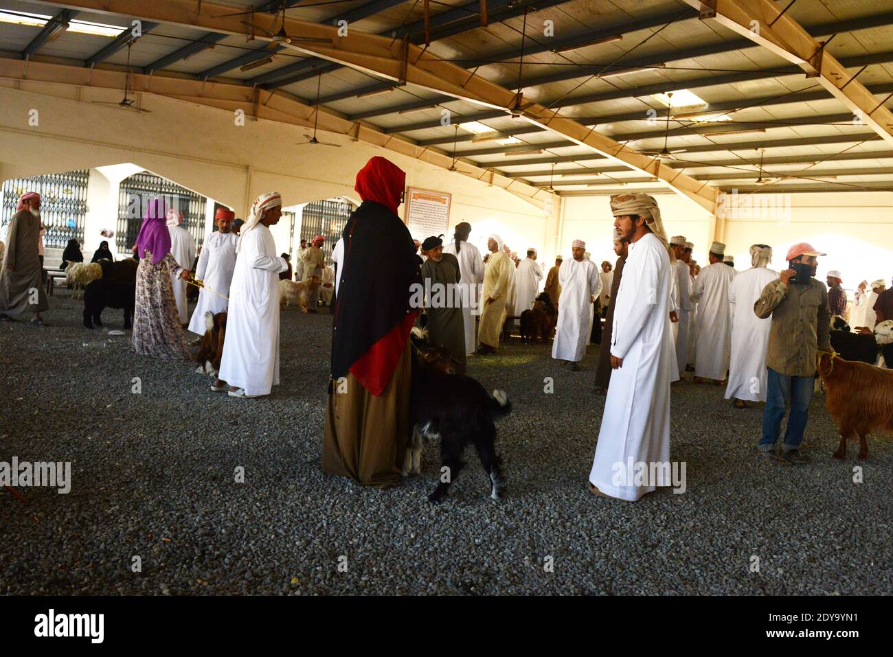 The vibrant Thursday cattle market in Sinaw, Oman Stock Photo - Alamy