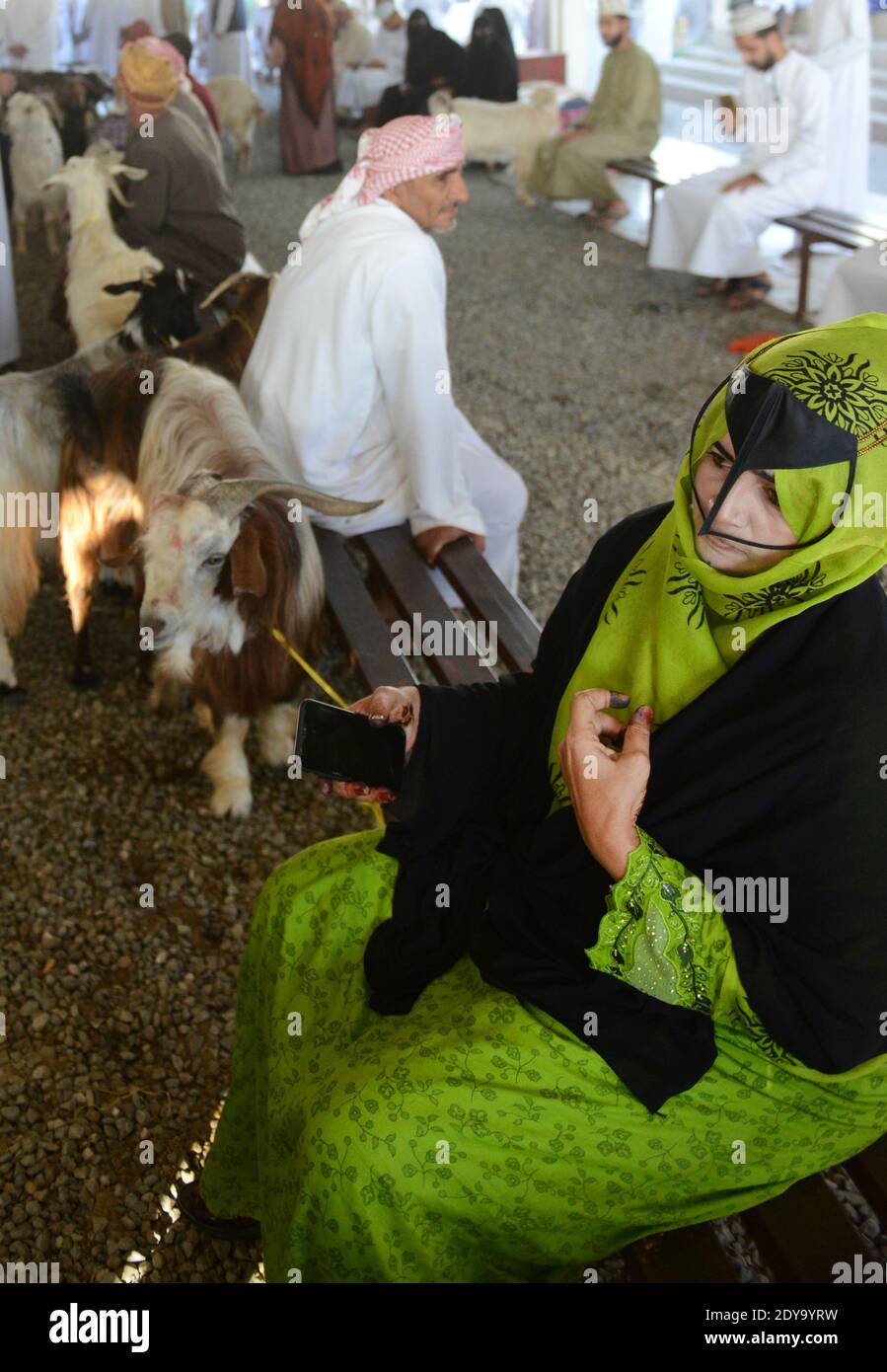The vibrant Thursday cattle market in Sinaw, Oman Stock Photo - Alamy
