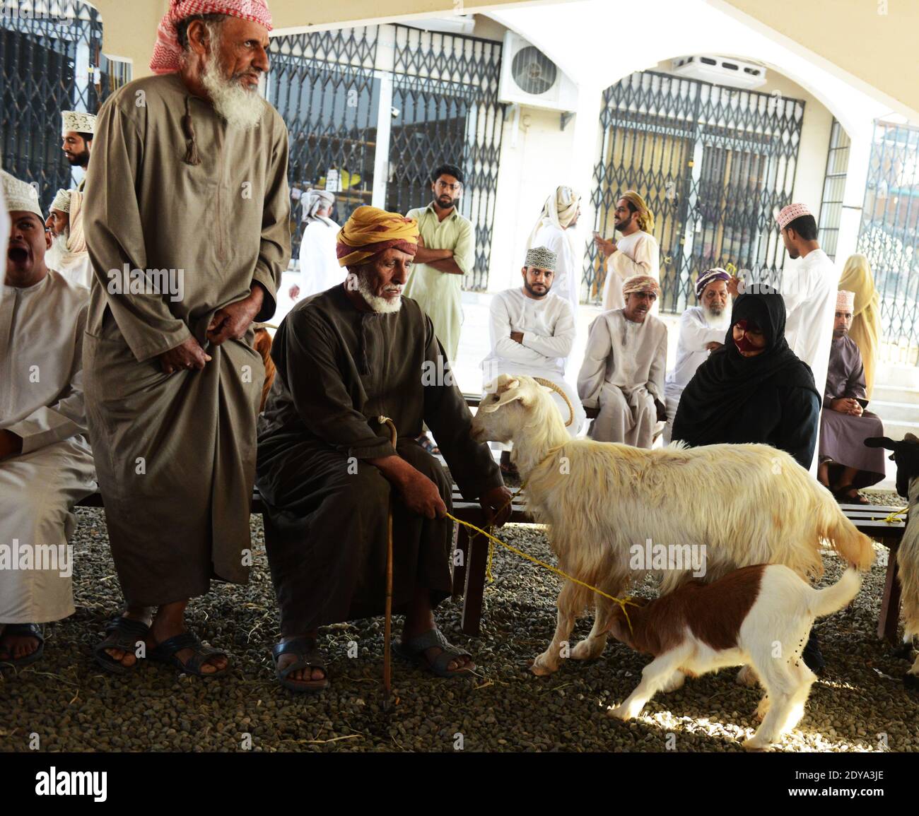 The vibrant Thursday cattle market in Sinaw, Oman Stock Photo - Alamy