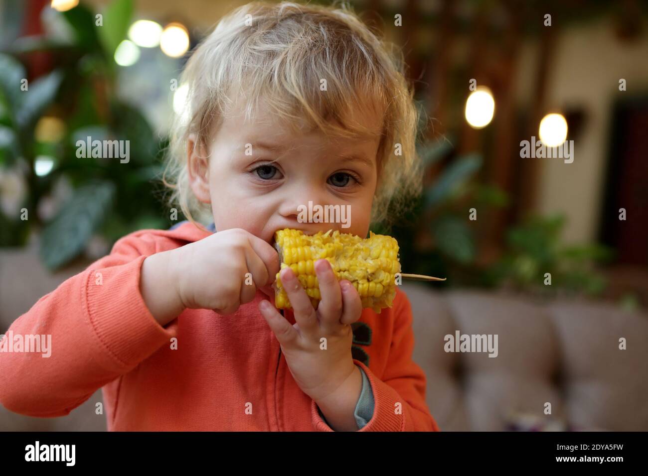 Boy eating cob corn in a restaurant Stock Photo - Alamy