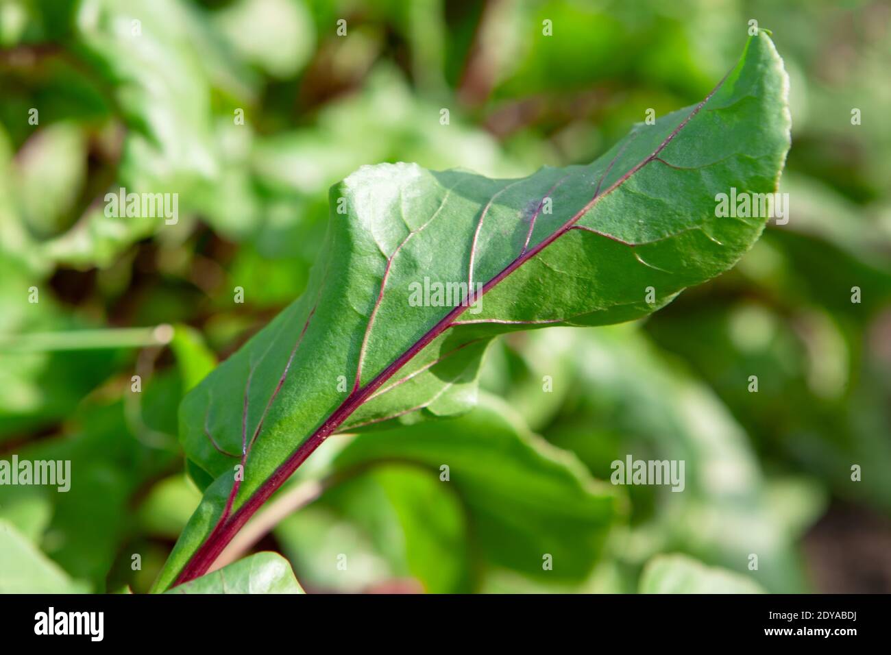 Beet leaf growing in the garden Stock Photo - Alamy