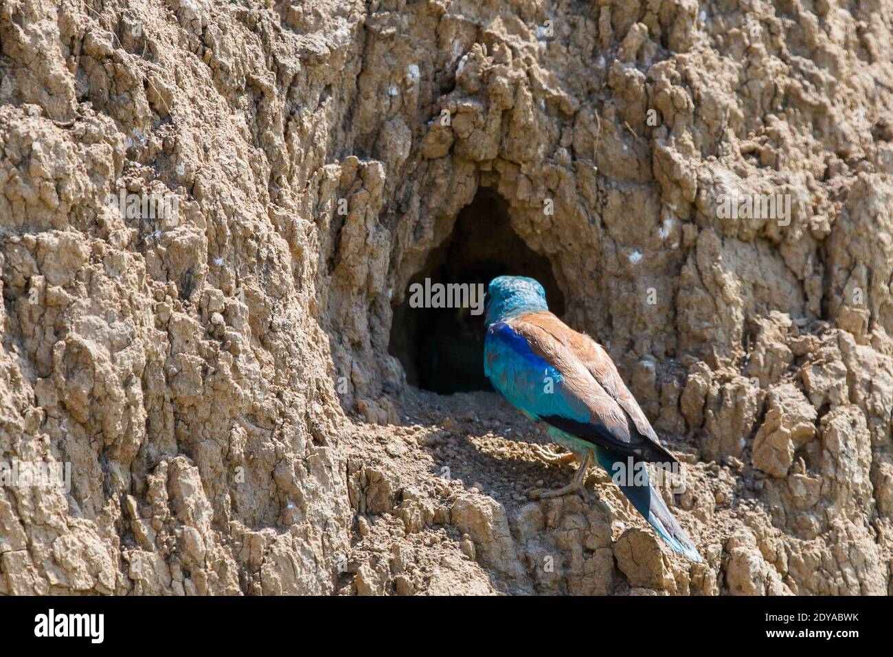 European roller chick hi-res stock photography and images - Alamy