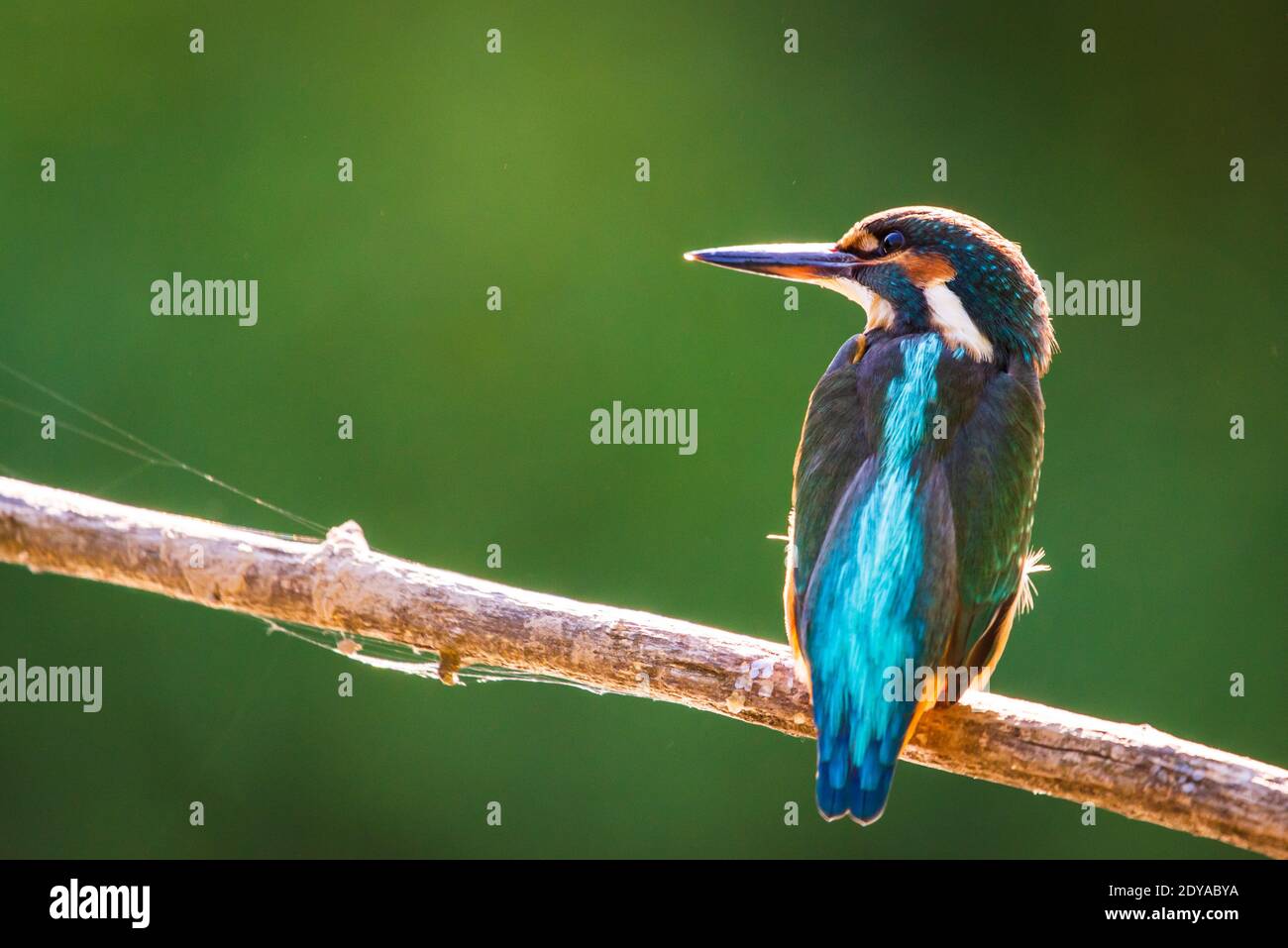 Common European Kingfisher or Alcedo atthis sits on a stick above the ...