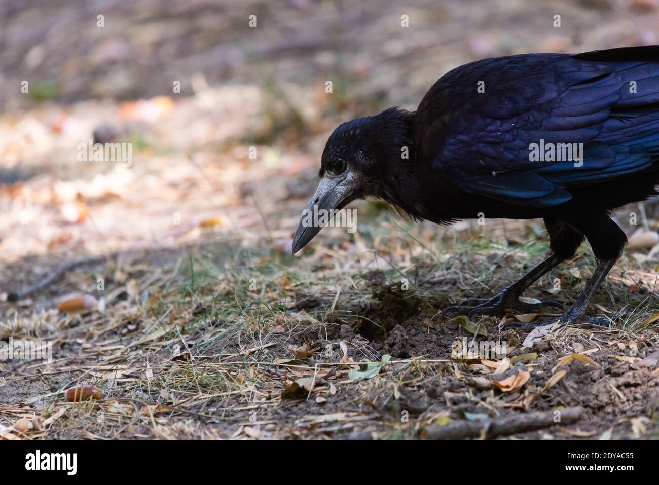 Rook bird or Corvus frugilegus on a ground Stock Photo - Alamy