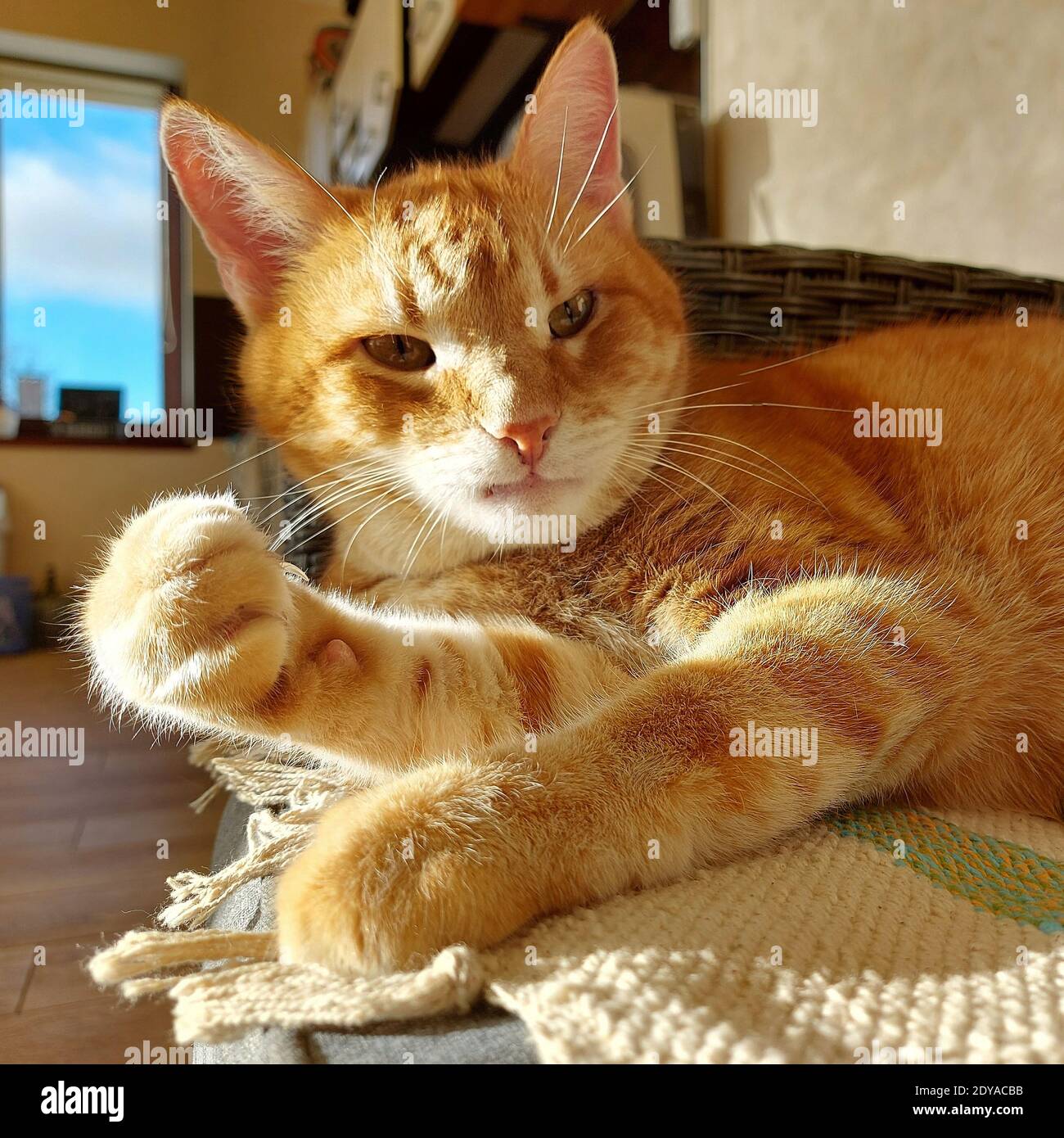 Playful adult cat hi-res stock photography and images - Alamy
