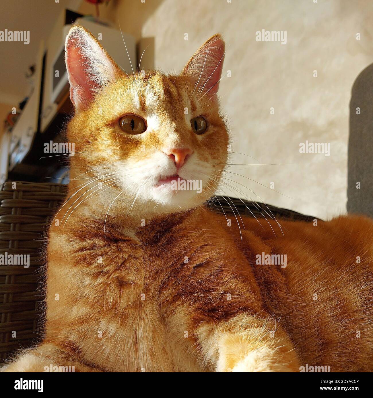 Funny face surprised look hi-res stock photography and images - Alamy