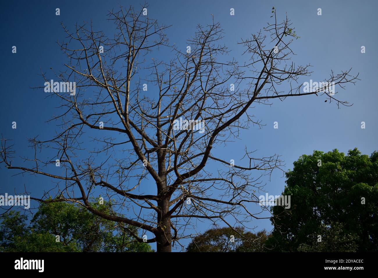 A dried up tree with no leaves in focus with blue sky behind and green ...