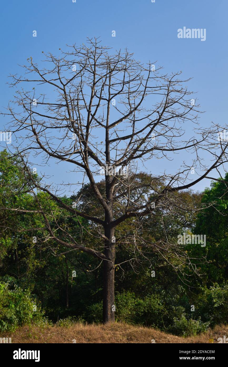 Shooting star tree hi-res stock photography and images - Alamy