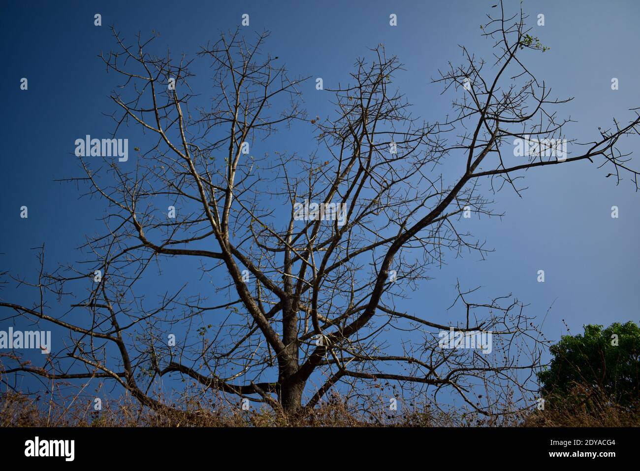 Tree with no leaves hi-res stock photography and images - Alamy