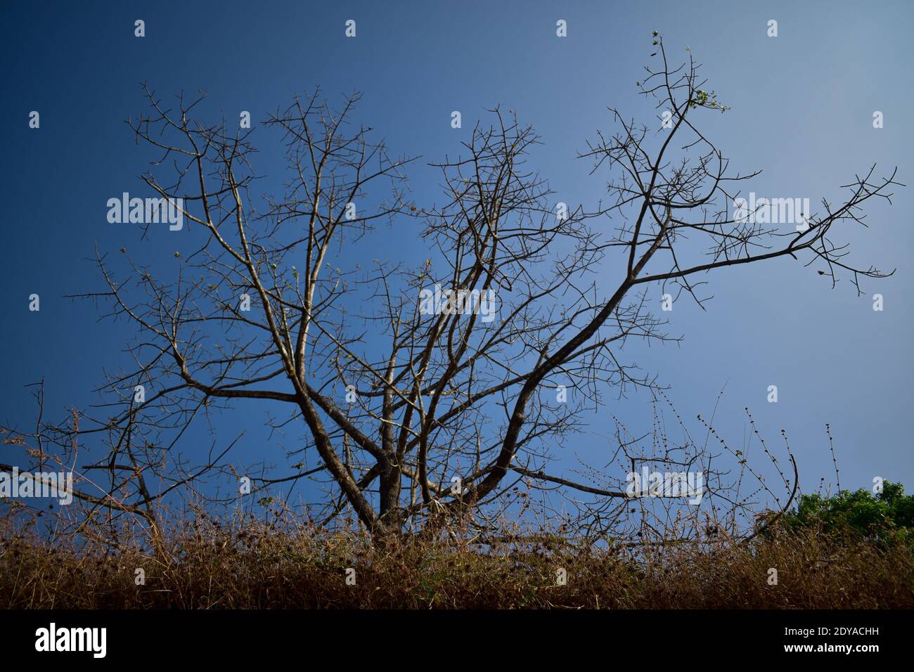 A dried up tree with no leaves in focus with blue sky behind and green ...