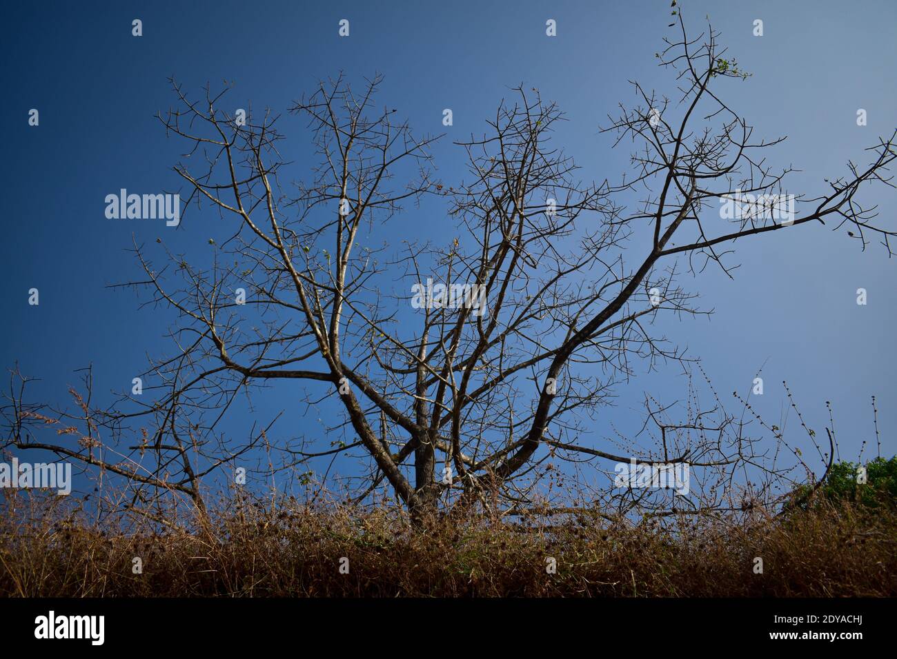A dried up tree with no leaves in focus with blue sky behind and green ...