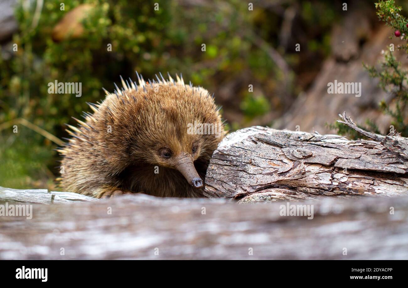 Tasmania climb hi-res stock photography and images - Alamy