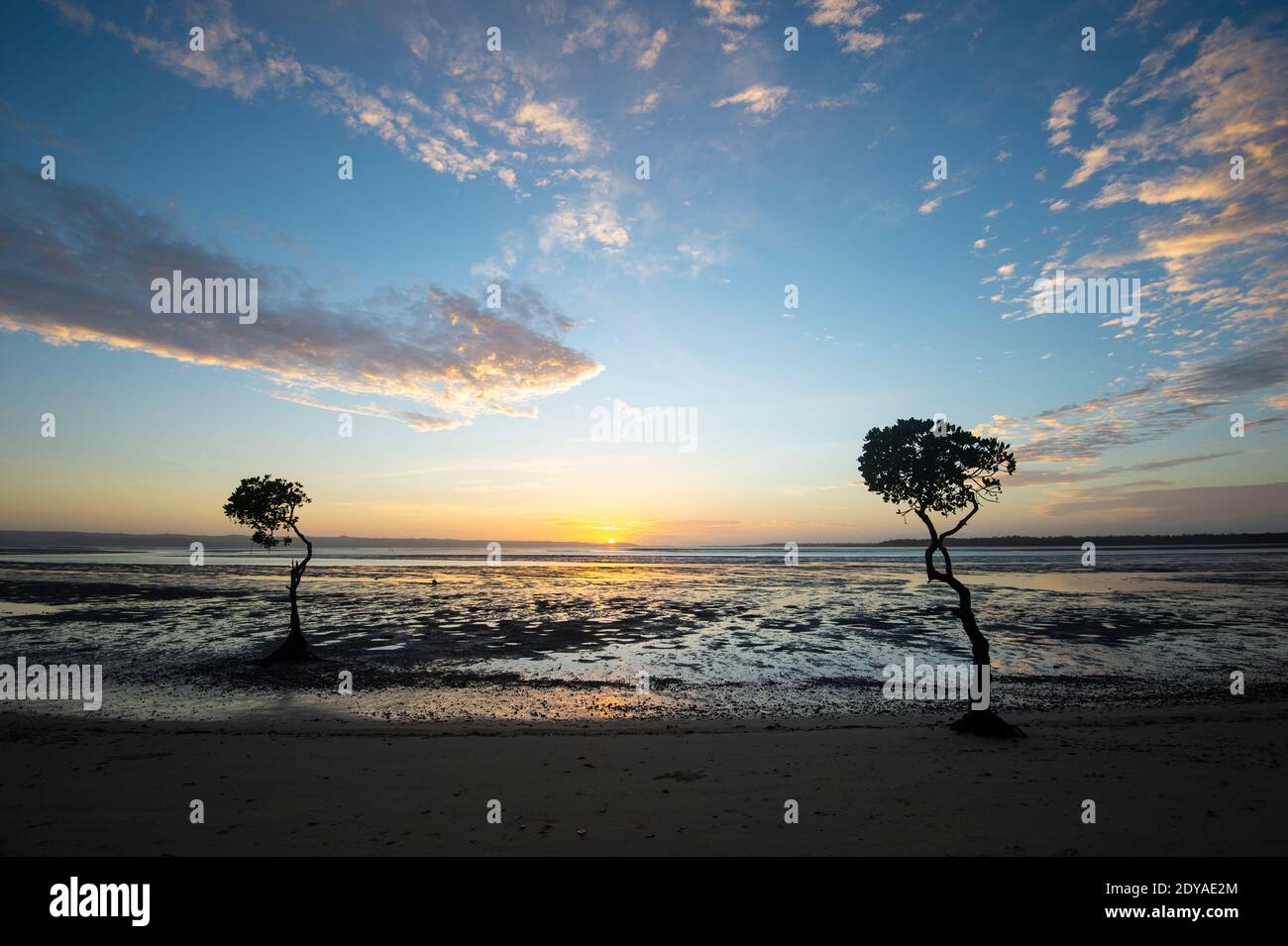 Sunrise on the beach with sun on the horizon between two lone mangrove ...