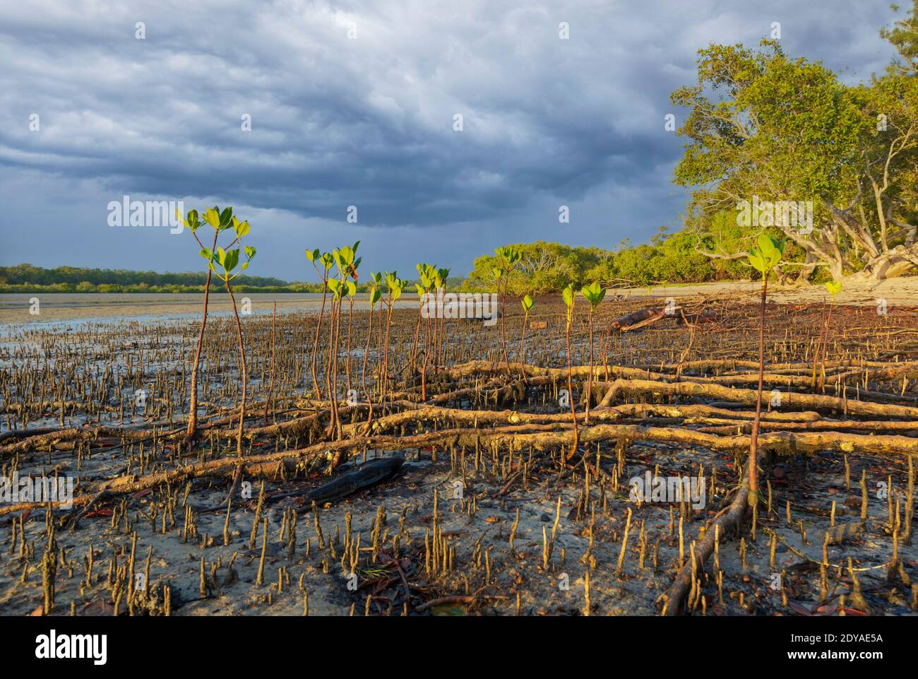 Exposed mangrove roots at sunrise on the beach at Poona, Fraser Coast ...