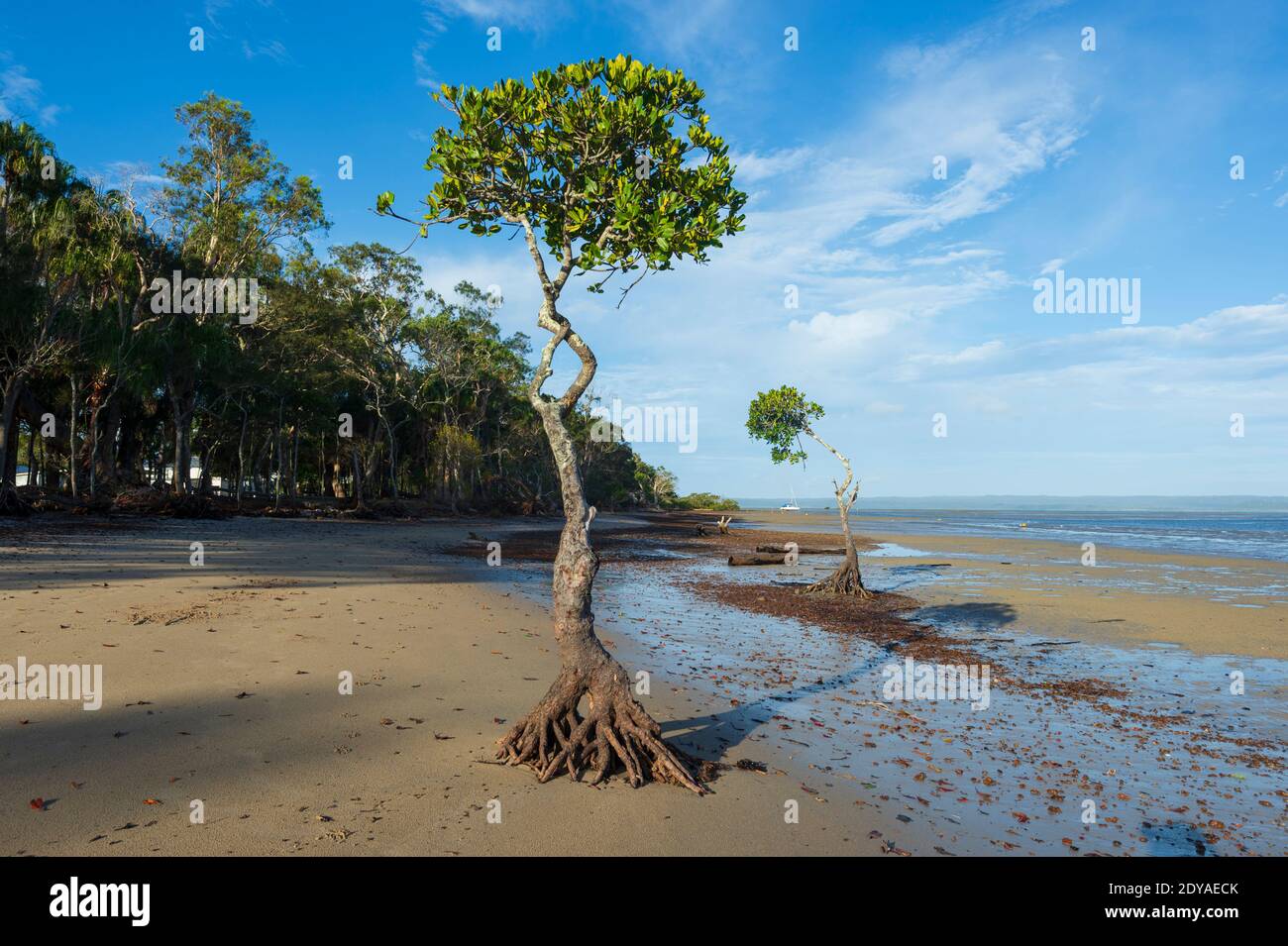 Exposed coastal mangrove roots on the beach at low tide, Poona, Fraser ...