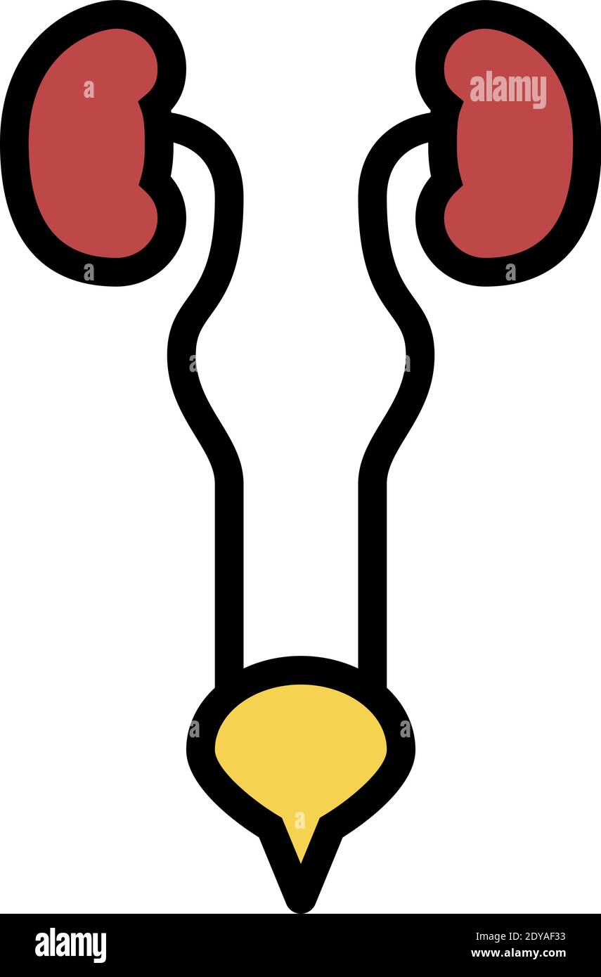urinary system color icon vector illustration Stock Vector Image & Art ...