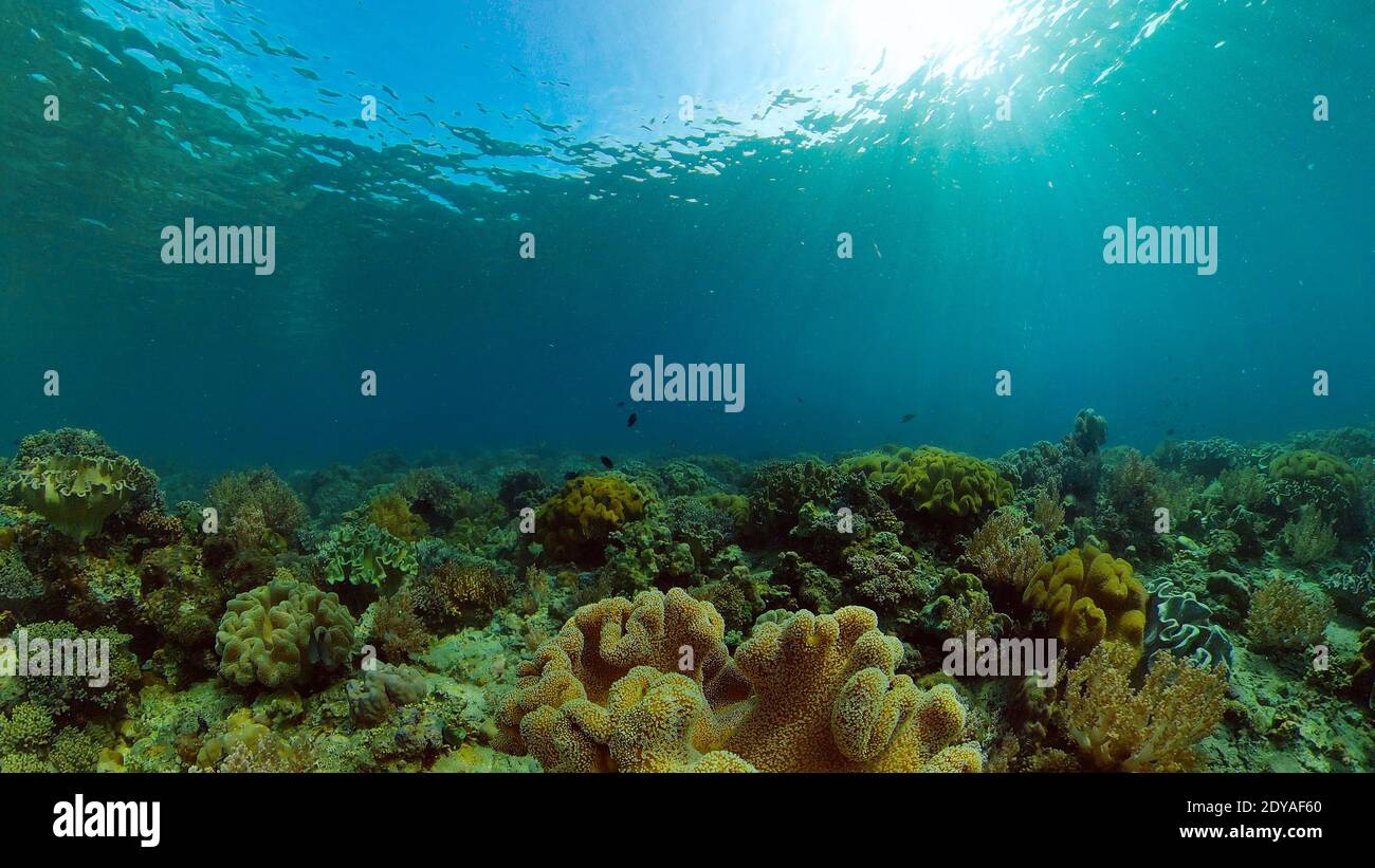 Tropical colourful underwater seascape.The underwater world with ...