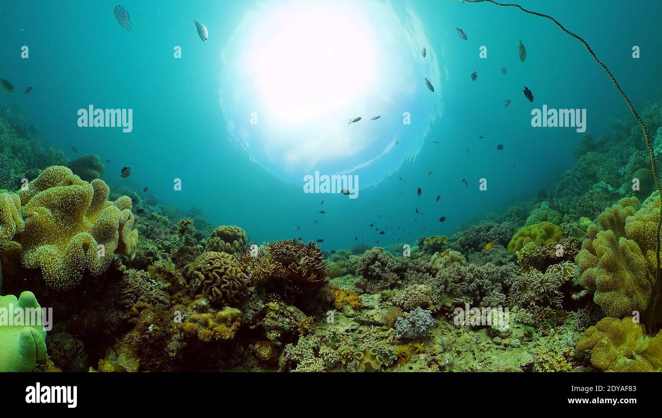 Tropical Fishes on Coral Reef, underwater scene. Colourful tropical ...