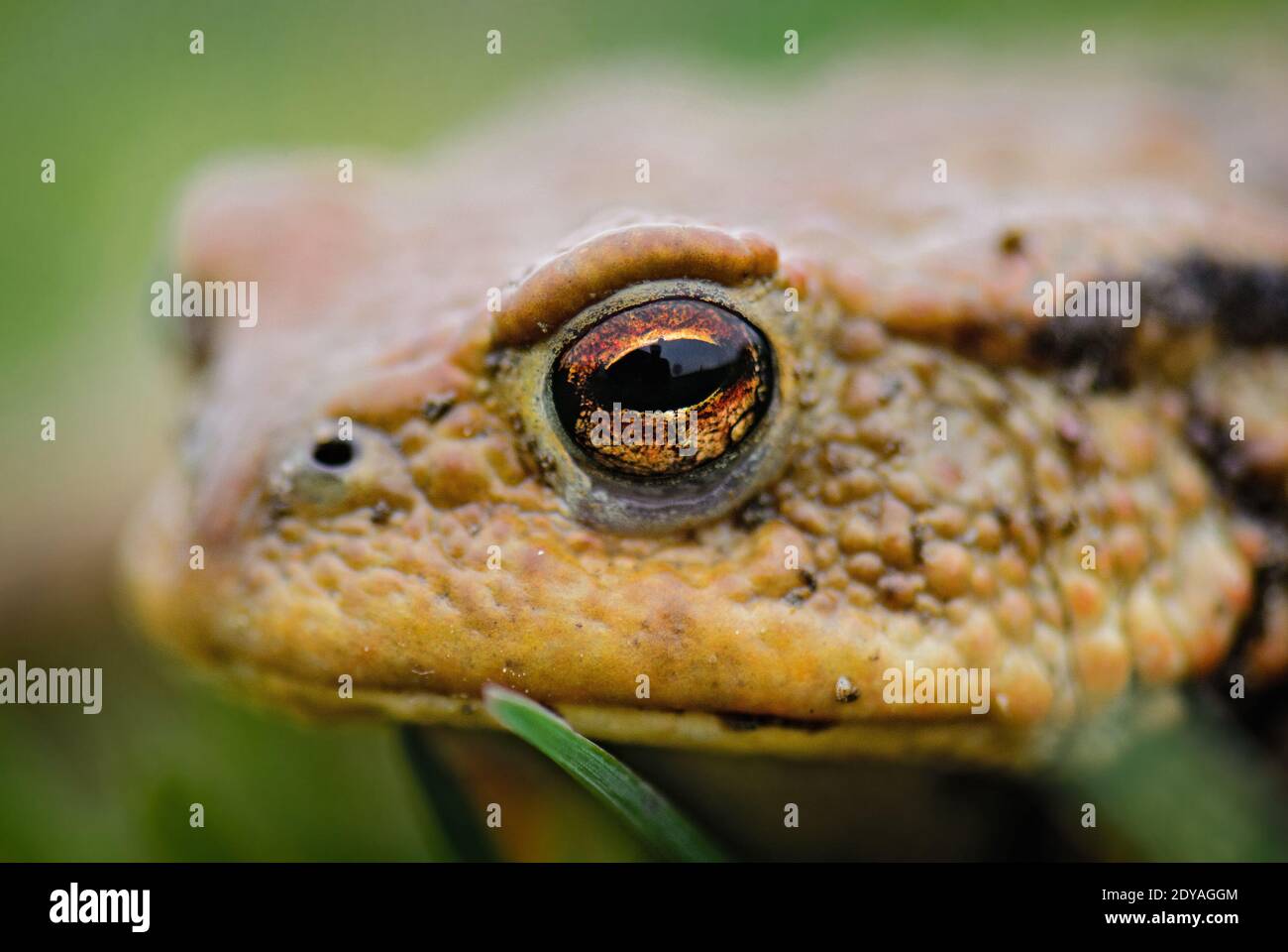 Common European Toad - Bufo bufo, portrait of large frog from European ...