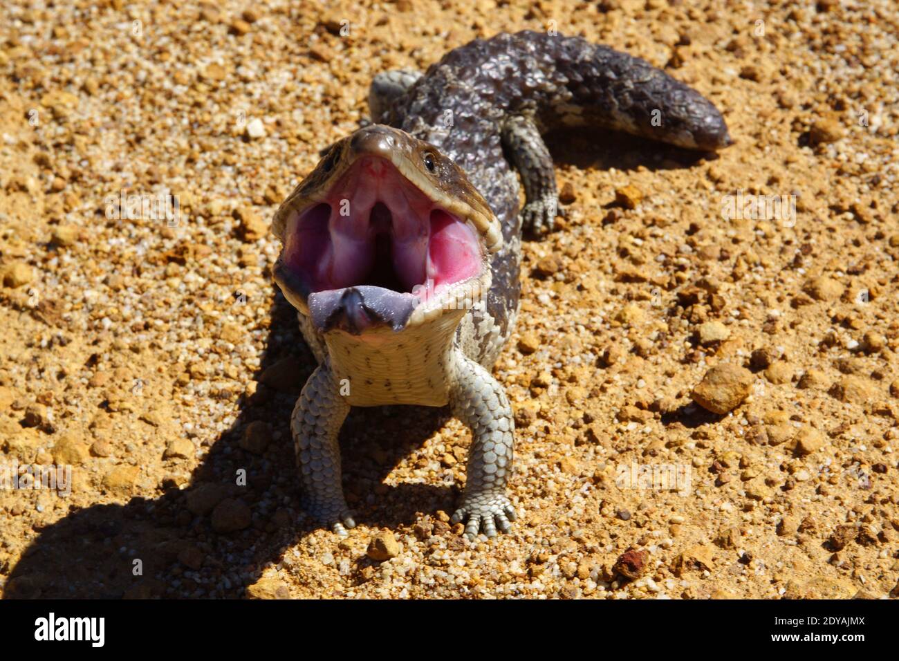 Jerramungup western australia hi-res stock photography and images - Alamy