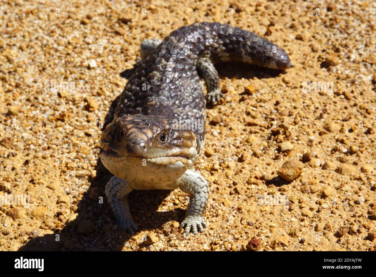 Tiliqua rugosa, the western shingleback or bobtail lizard, near ...