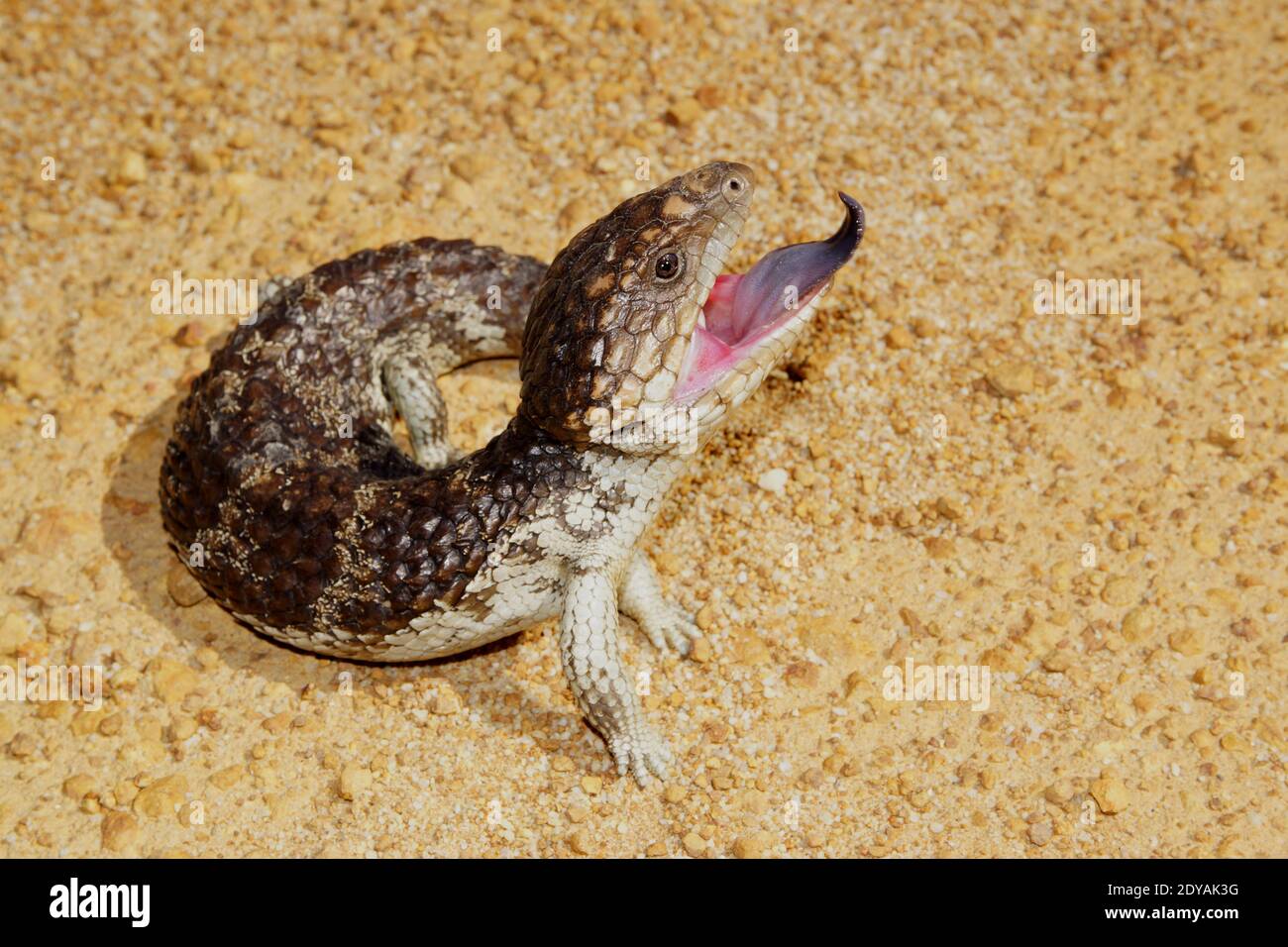 Tiliqua rugosa, the western shingleback or bobtail lizard, threat ...