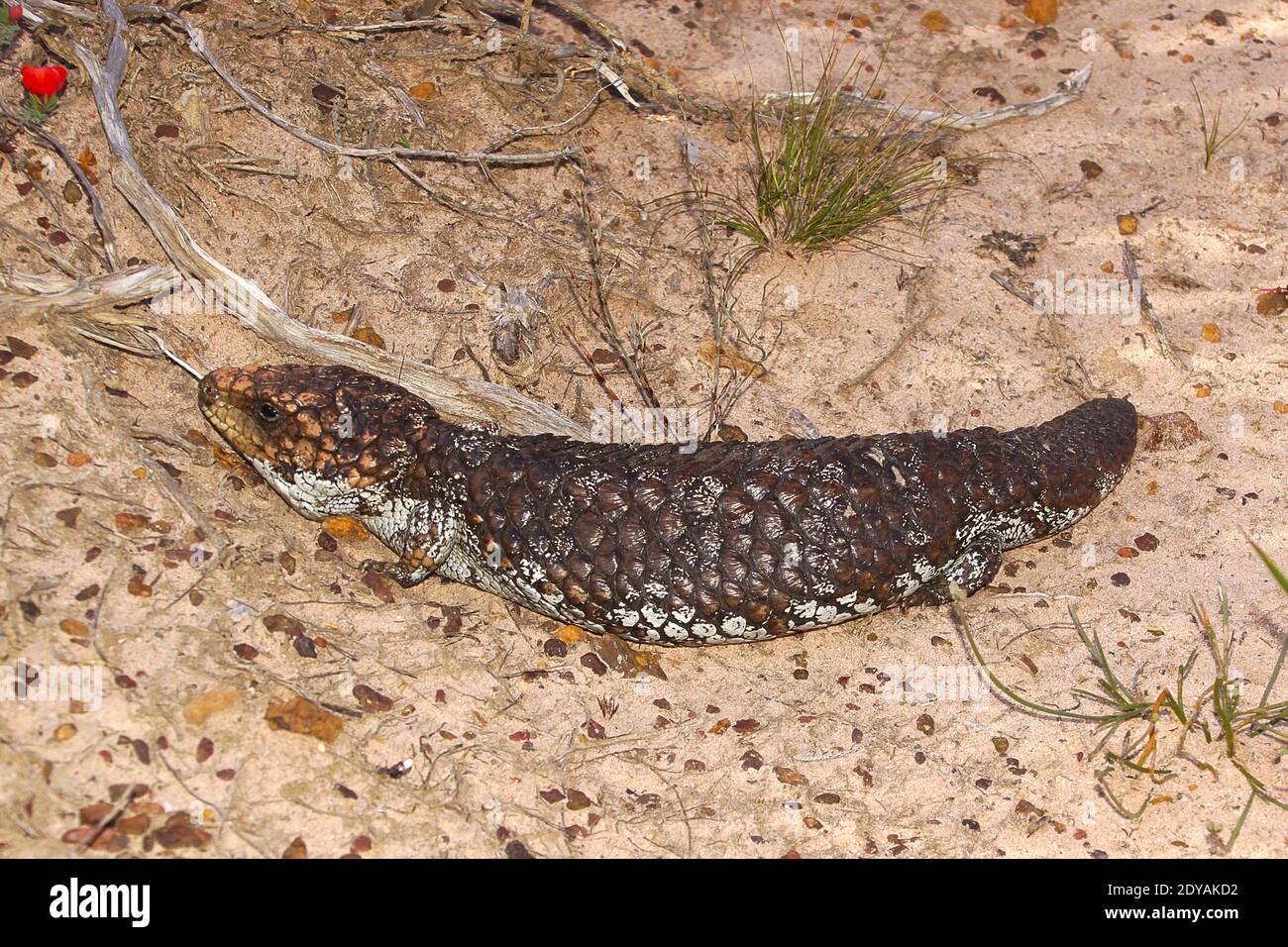 Western shingleback lizard (Tiliqua rugosa) in natural habitat near ...