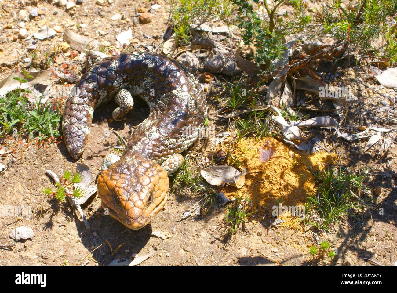 Tiliqua rugosa, the western shingleback or bobtail lizard, in natural ...