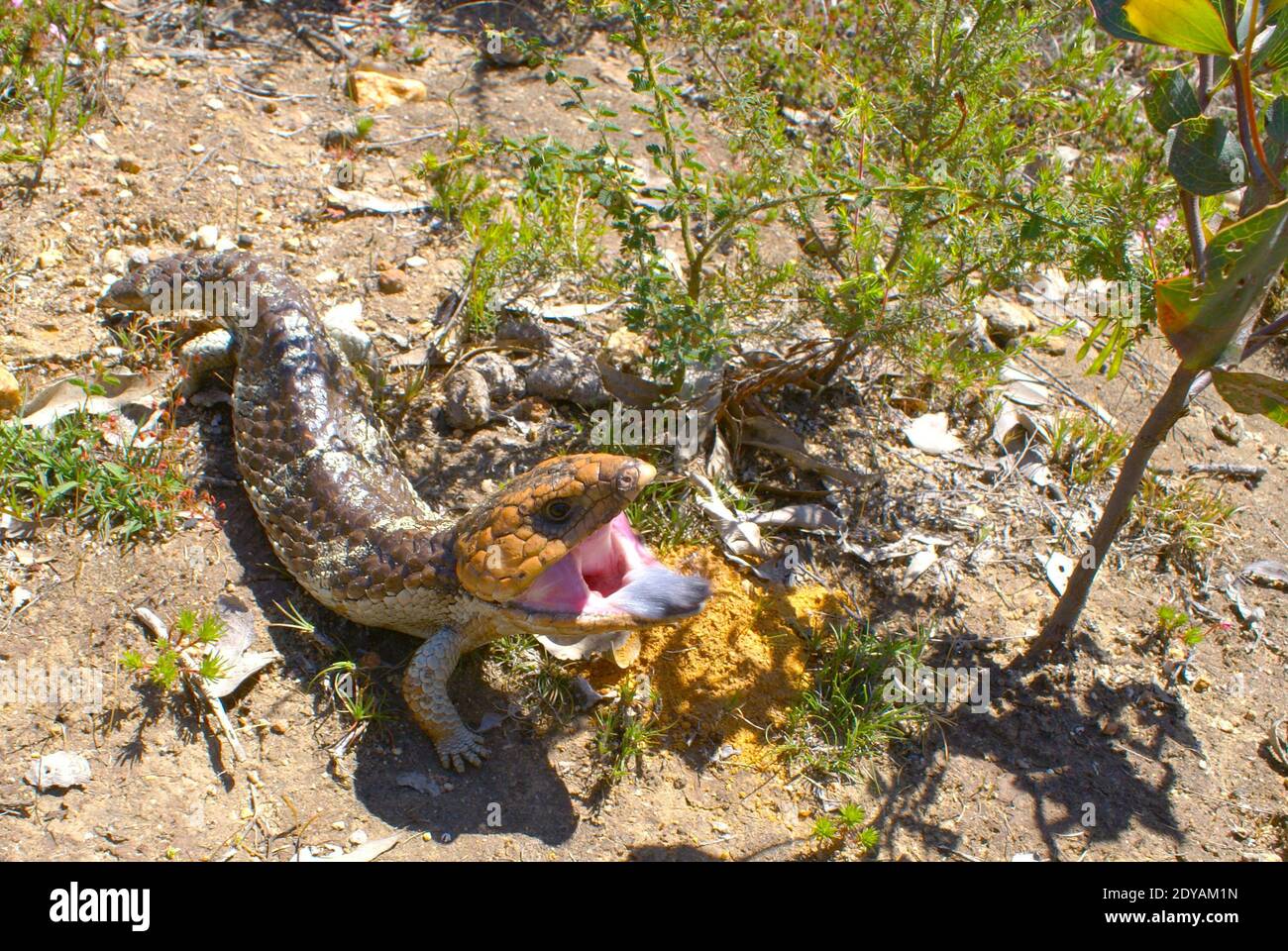 Threat display of Tiliqua rugosa with blue tongue, shingleback or ...