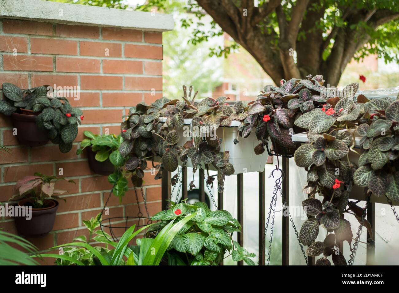 Hanging flower pots fence hi-res stock photography and images - Alamy