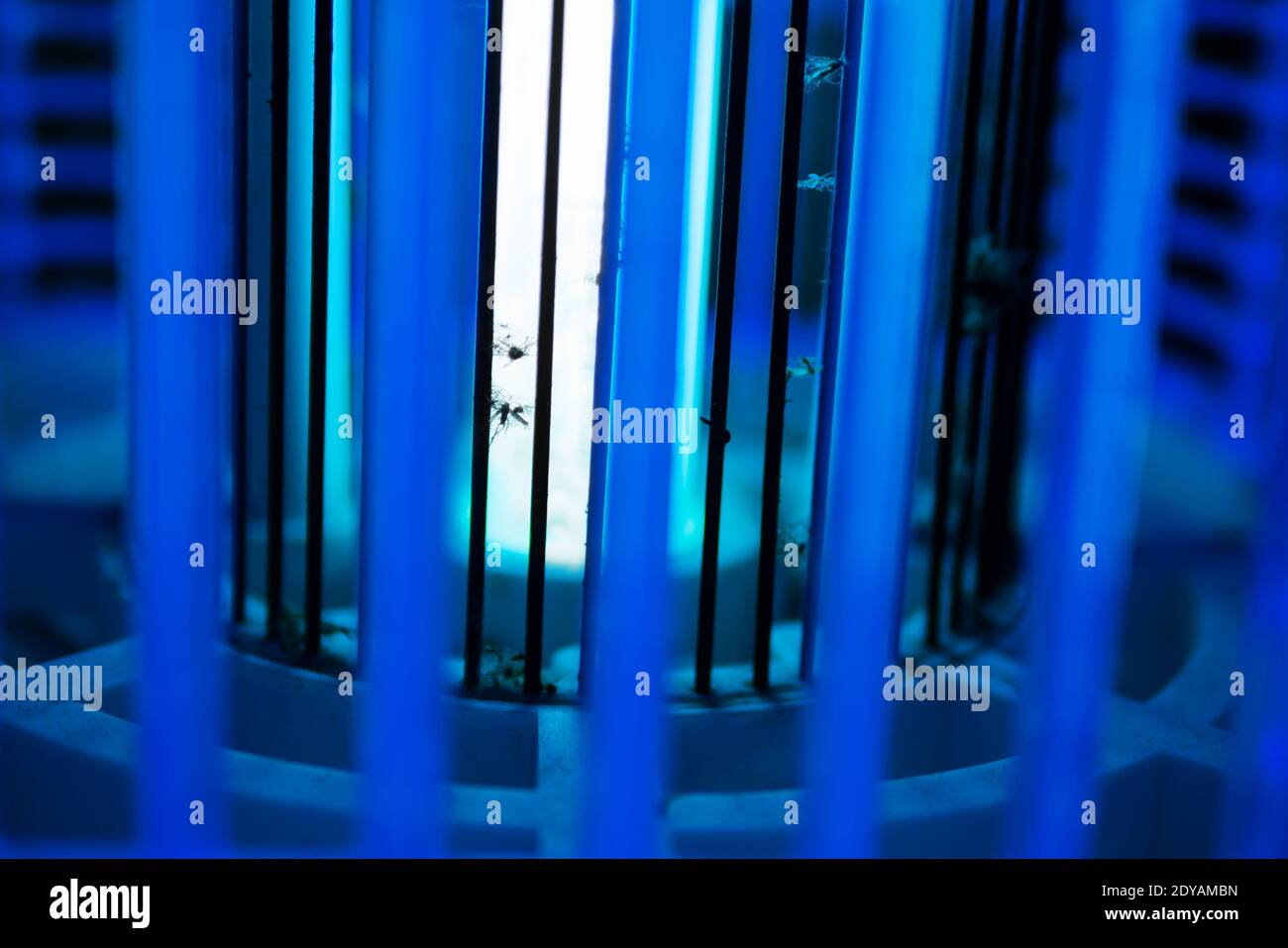 Close-up view of the bright blue glowing UV lamp. Electric insect ...