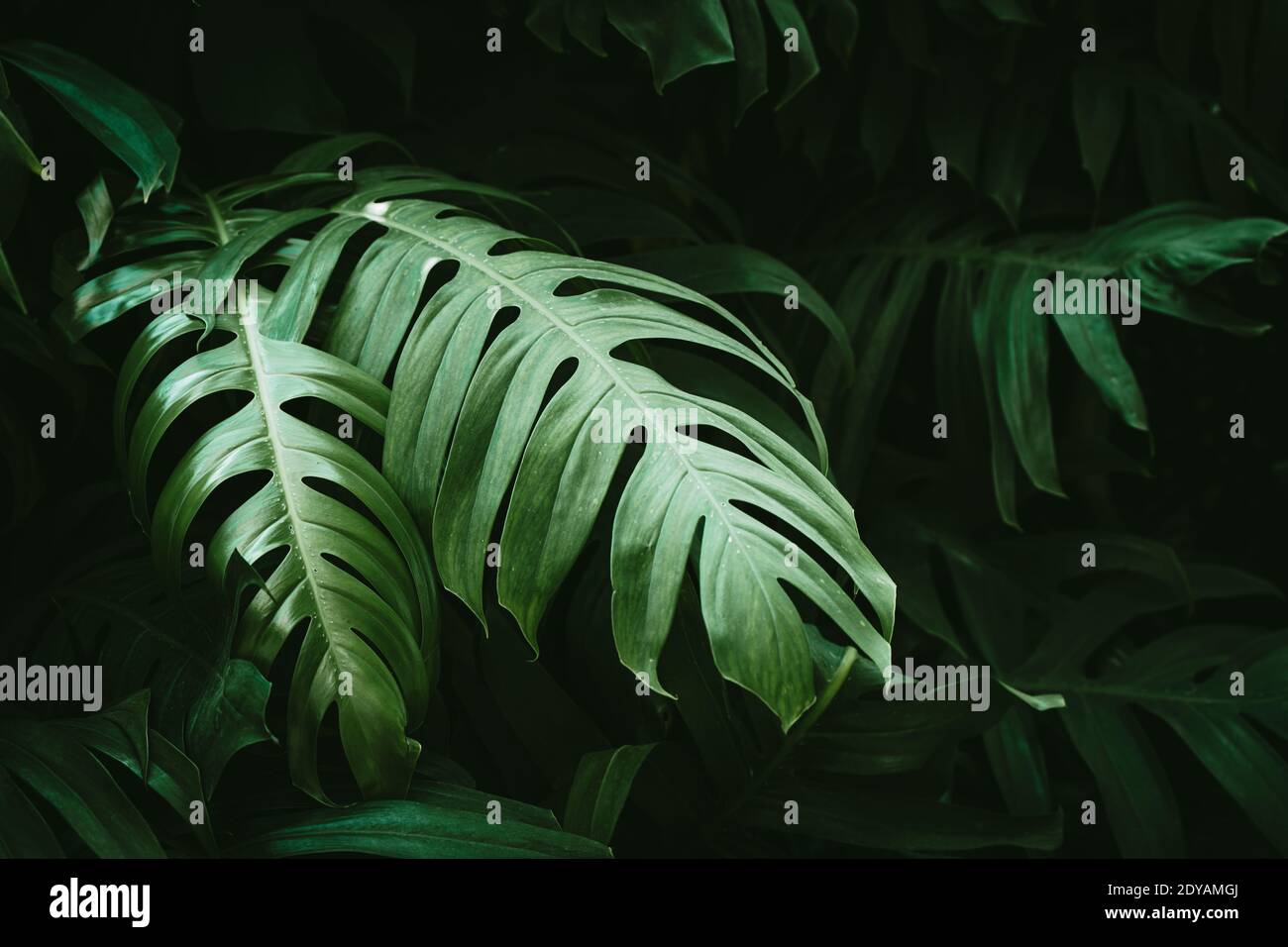 Tropical green leaves of monstera or split-leaf philodendron rainforest ...