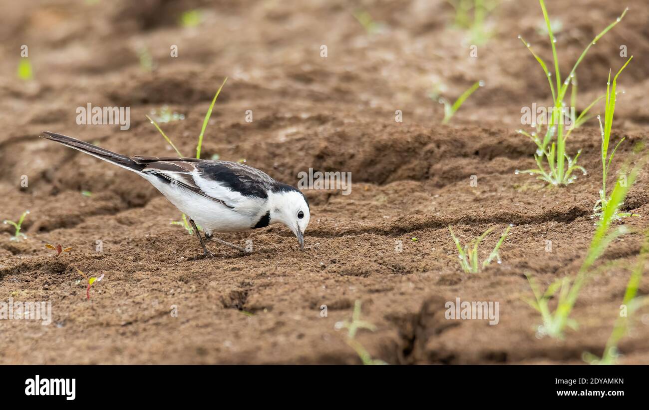 Bank Ground High Resolution Stock Photography and Images - Alamy