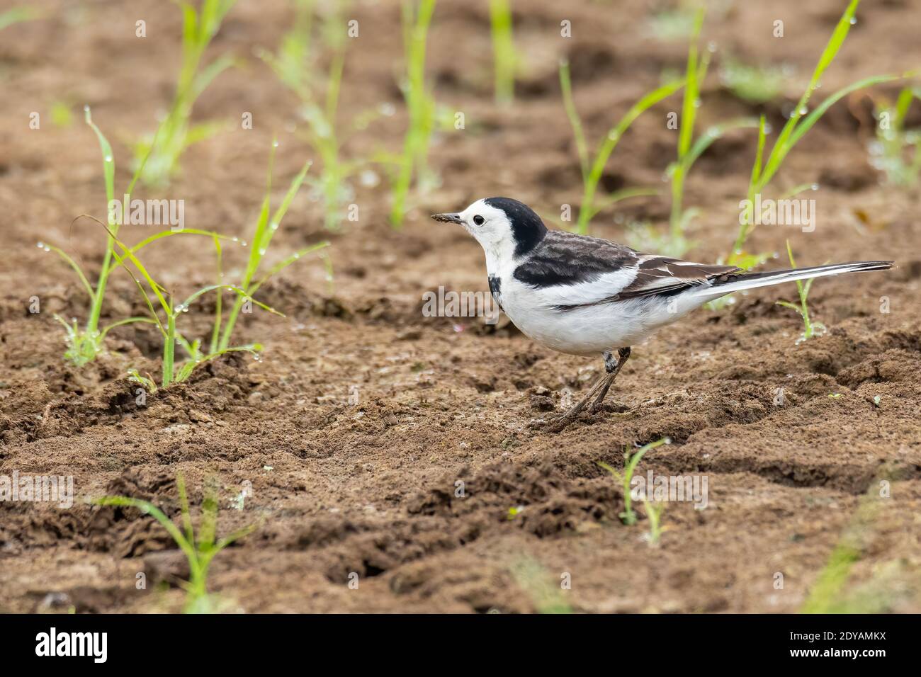 Bank ground hi-res stock photography and images - Alamy