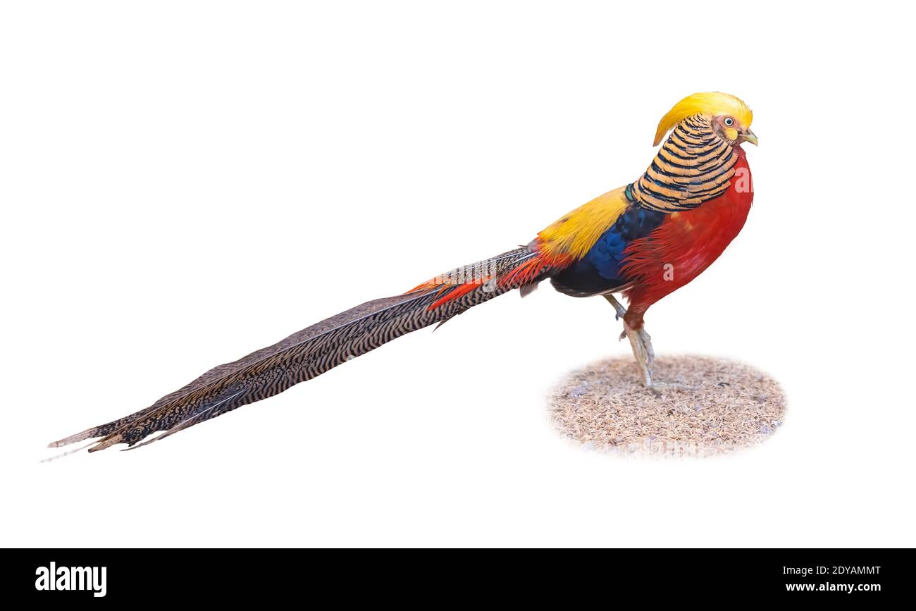 Side view of colorful Golden pheasant isolated on white background ...