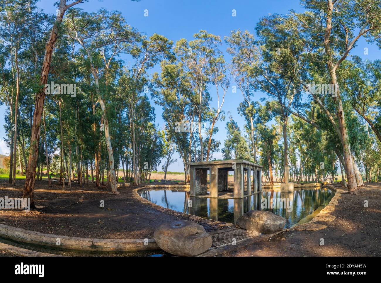 View of Ein Yizreel (spring of Jezreel), a water pool with Eucalyptus ...
