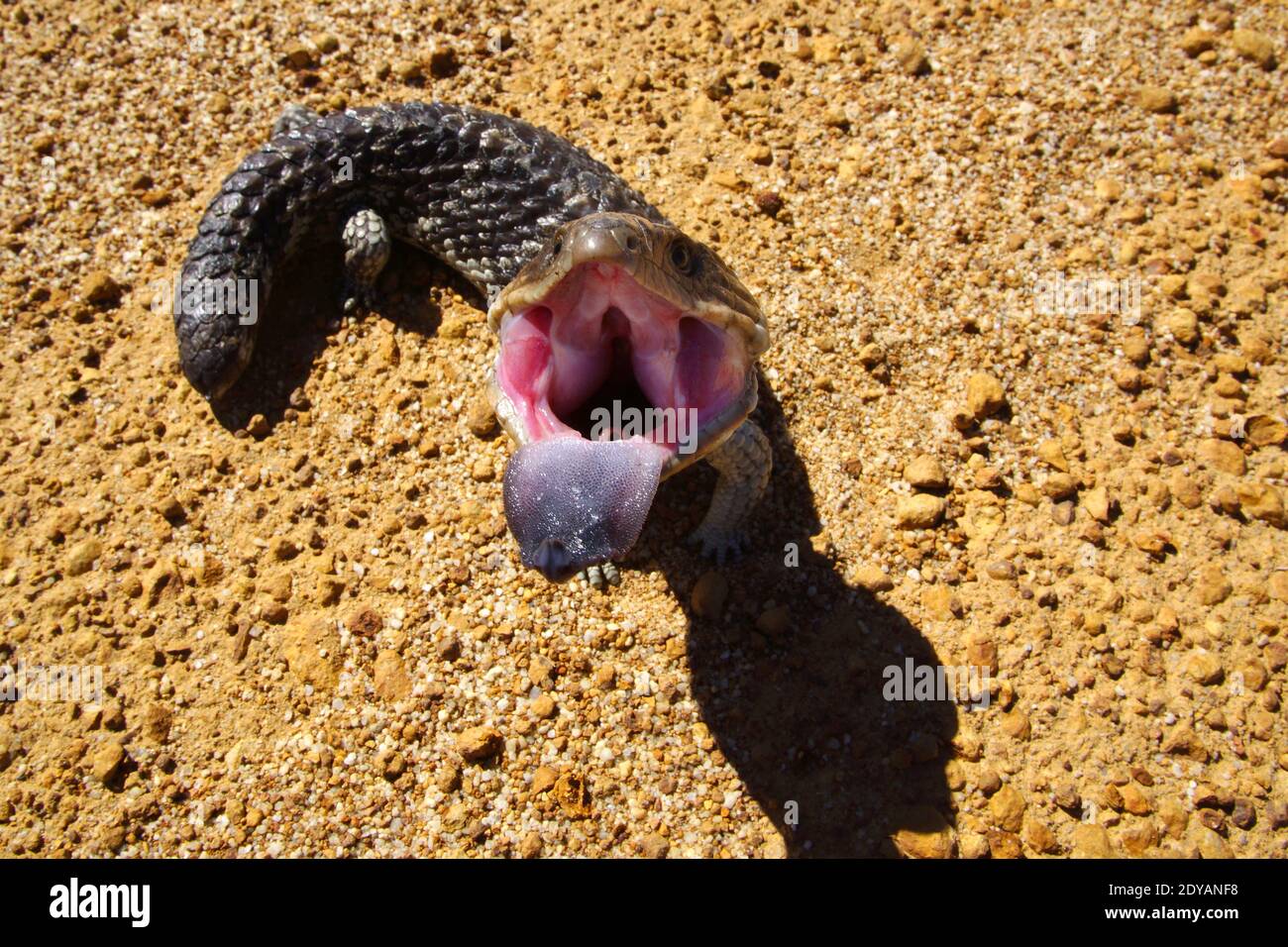 Two headed lizard hi-res stock photography and images - Alamy